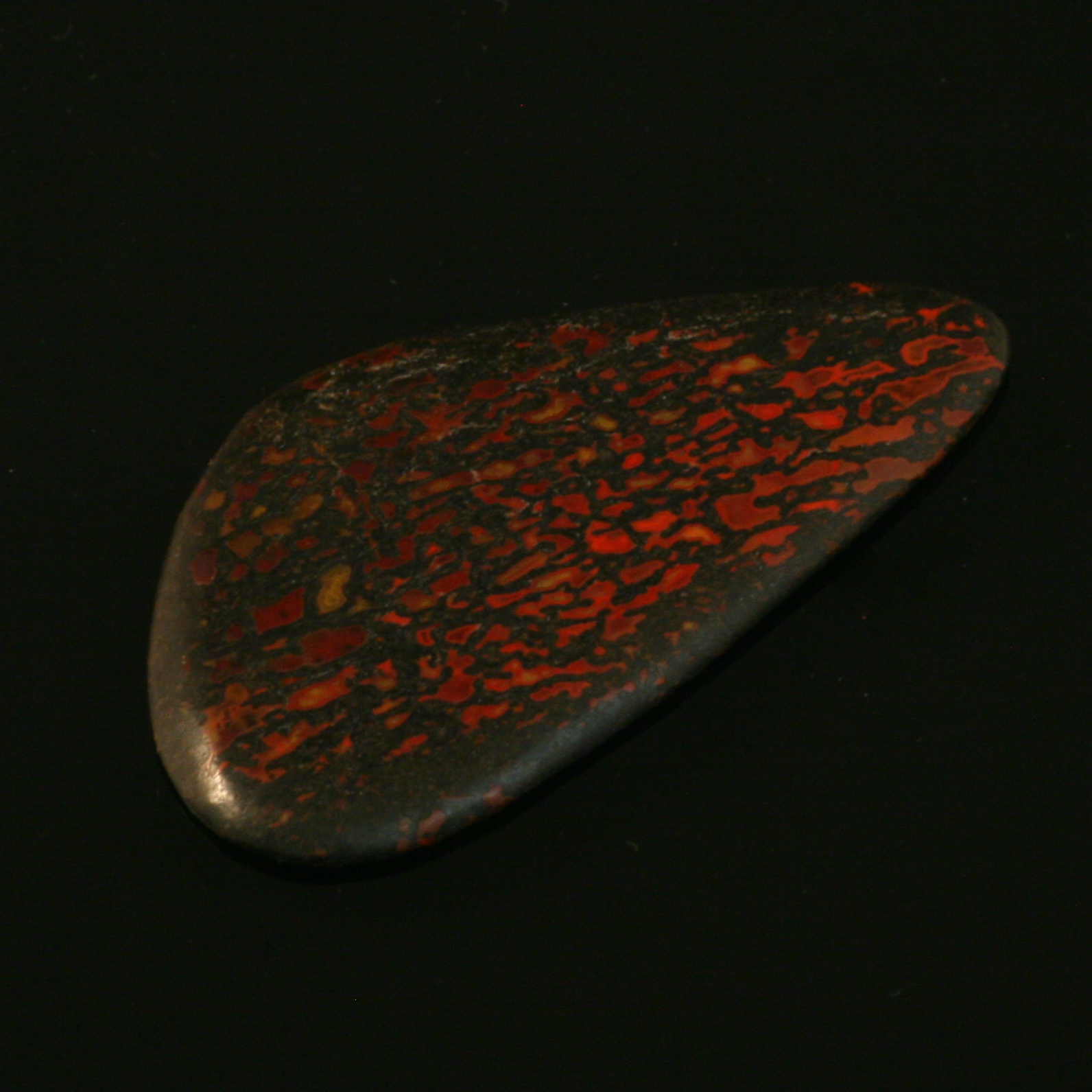 What is Dinosaur Bone and Gembone? - GOTCHA ROCKS