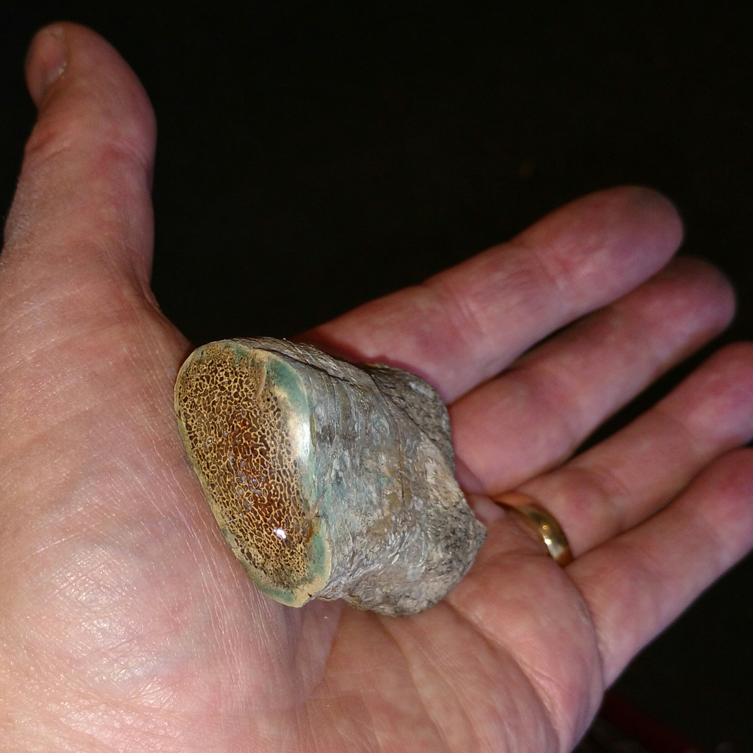 What is Dinosaur Bone and Gembone? - GOTCHA ROCKS